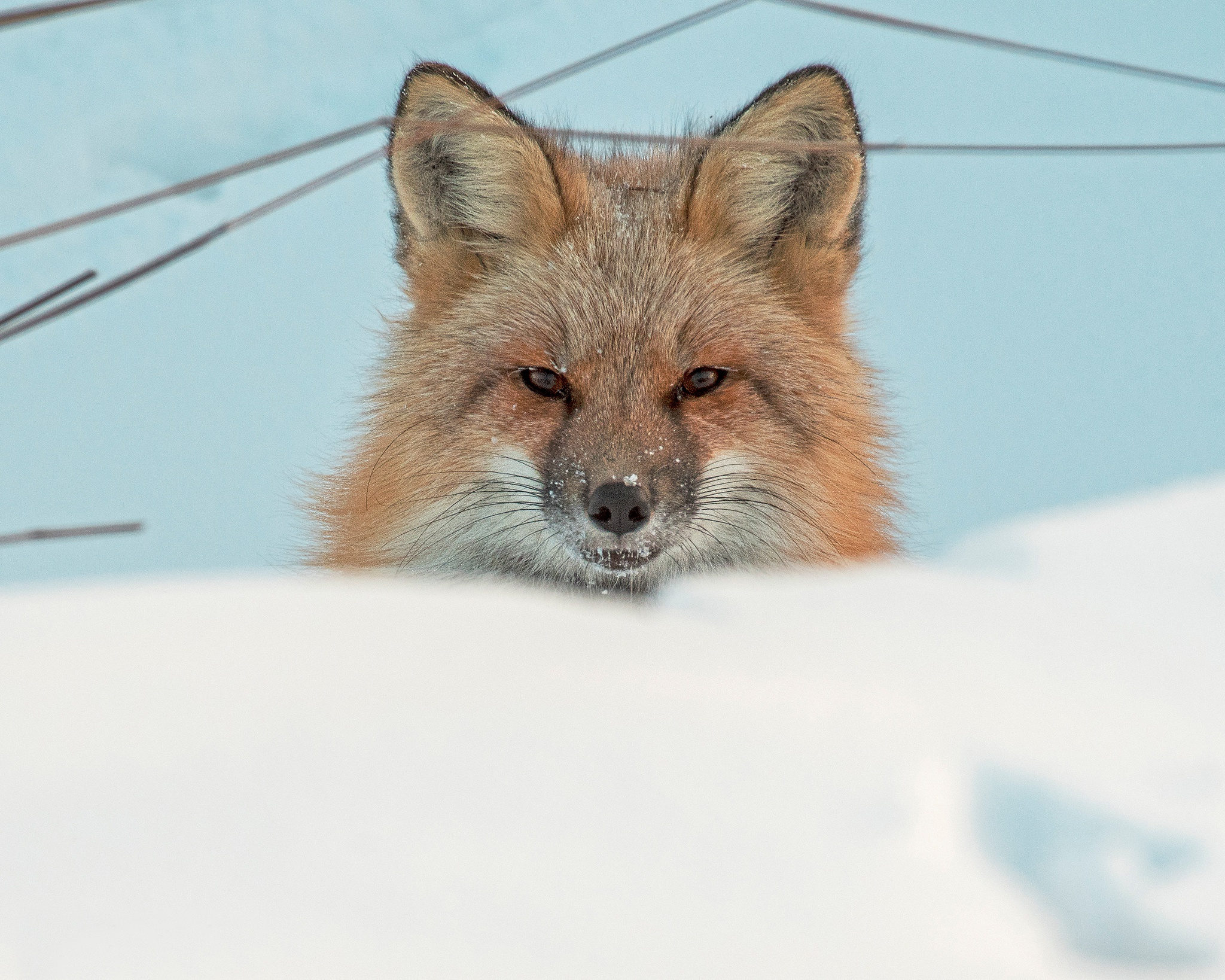 Download Snow Stare Animal Fox HD Wallpaper