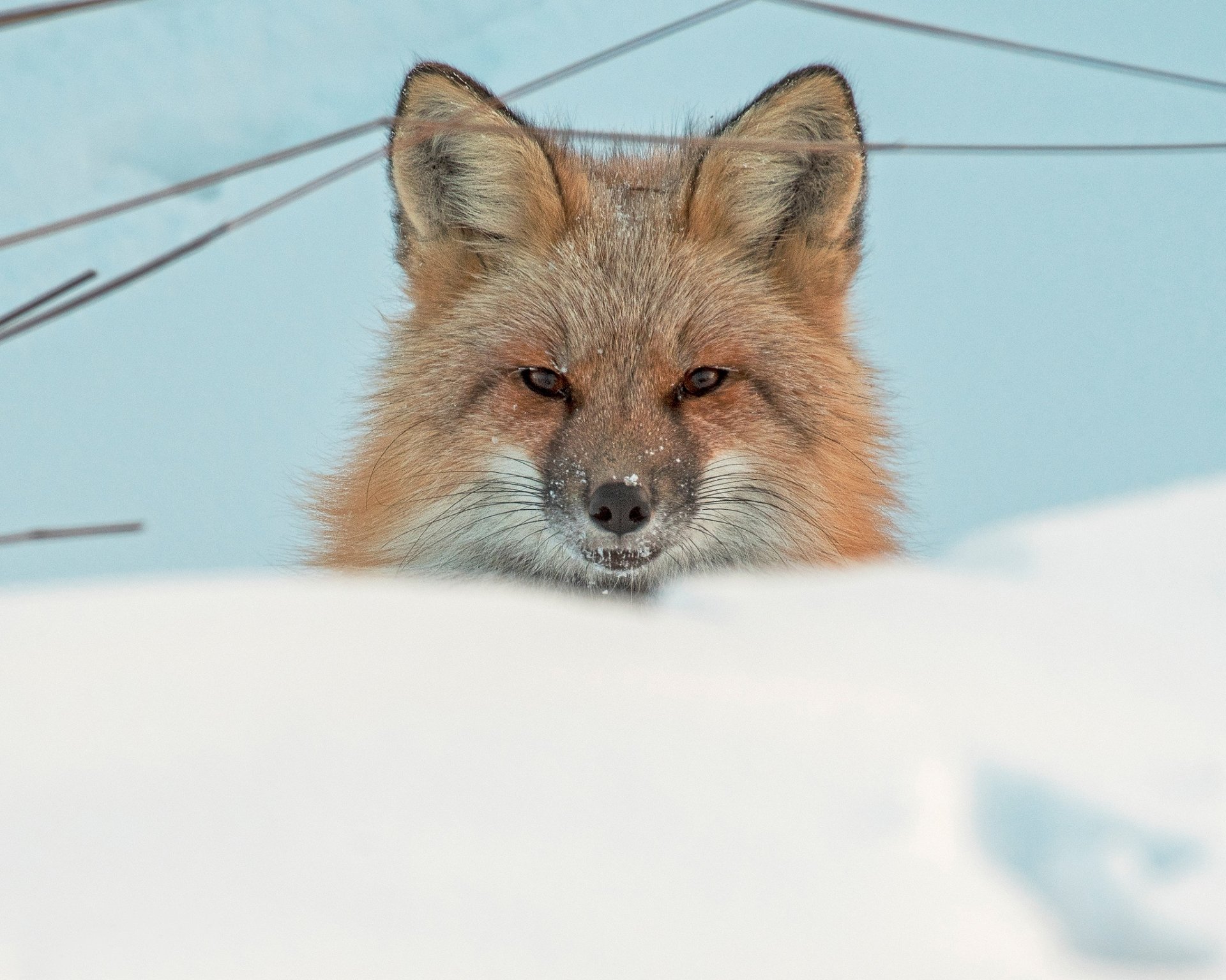 Download Snow Stare Animal Fox HD Wallpaper