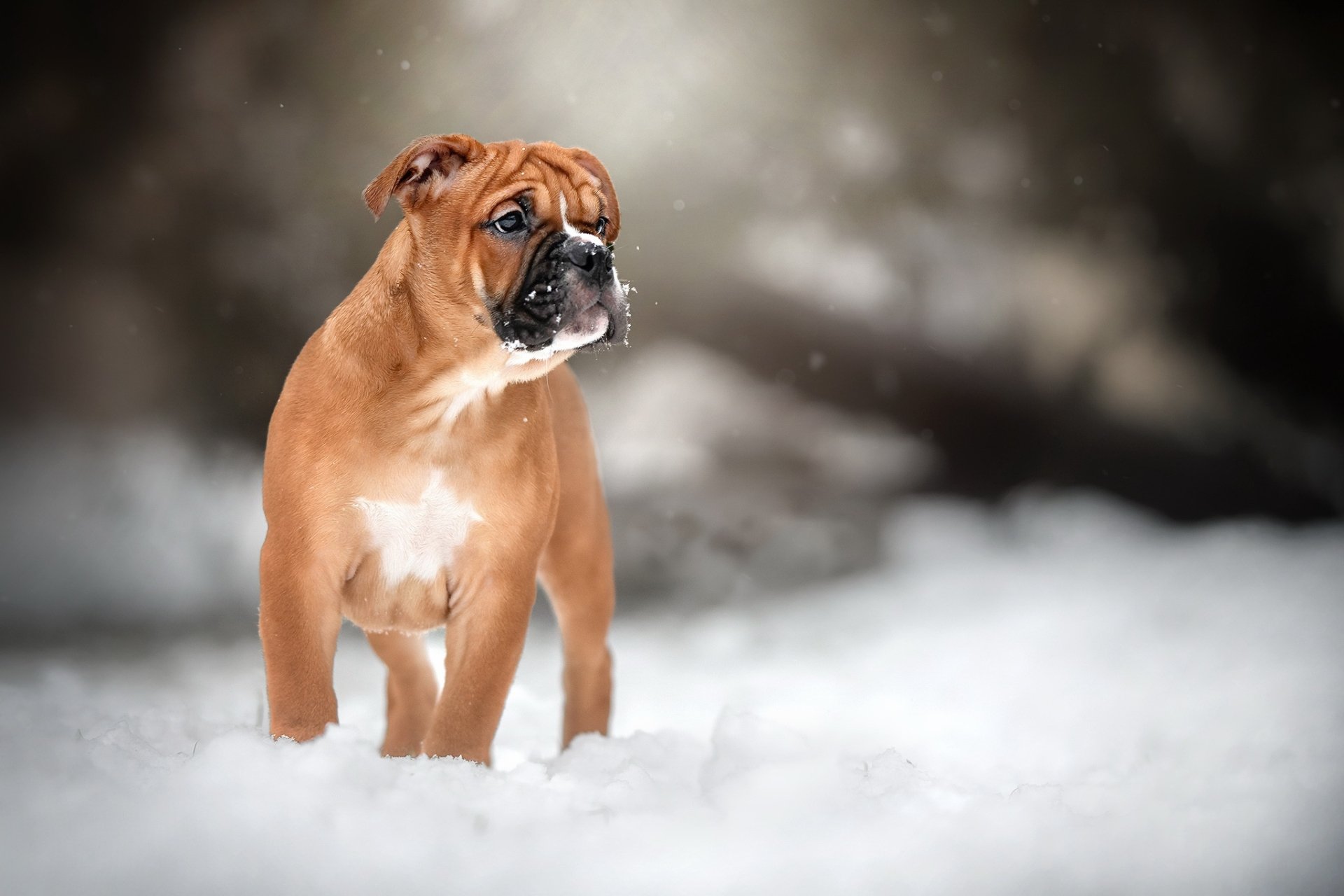 Download Depth Of Field Snow Winter Dog Animal Boxer (dog) HD Wallpaper