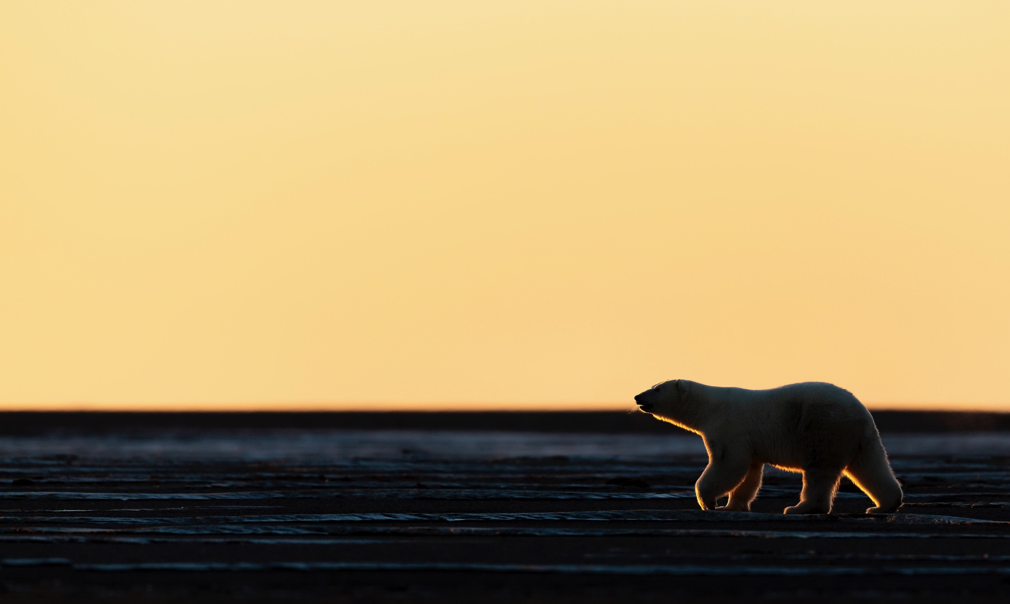 Download Sunset Animal Polar Bear HD Wallpaper