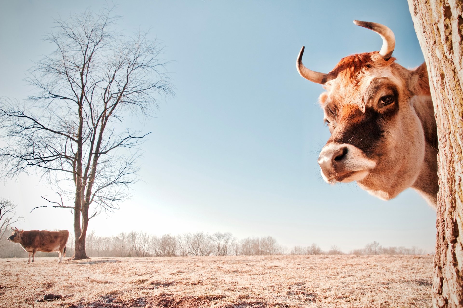 Download Animal Cow 4k Ultra HD Wallpaper