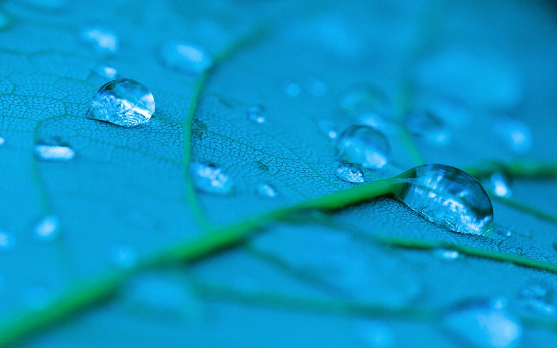 Download Leaf Macro Nature Water Drop HD Wallpaper