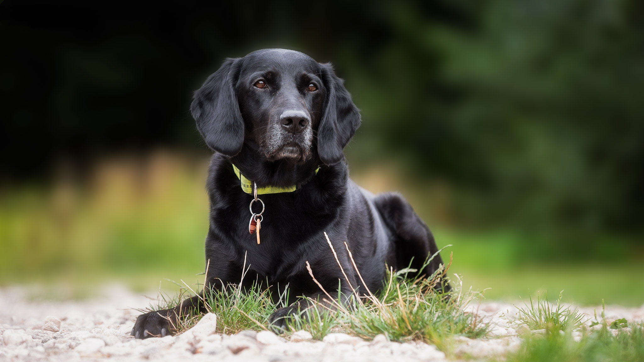 Download Dog Animal Labrador Retriever HD Wallpaper by Ralf Bitzer