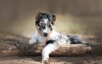 Australian Shepherd Pfp